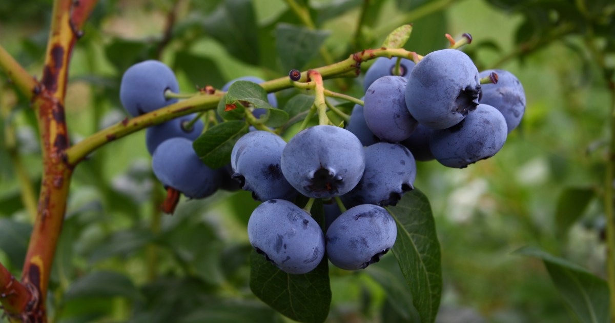 La saison des bleuets sauvages approche