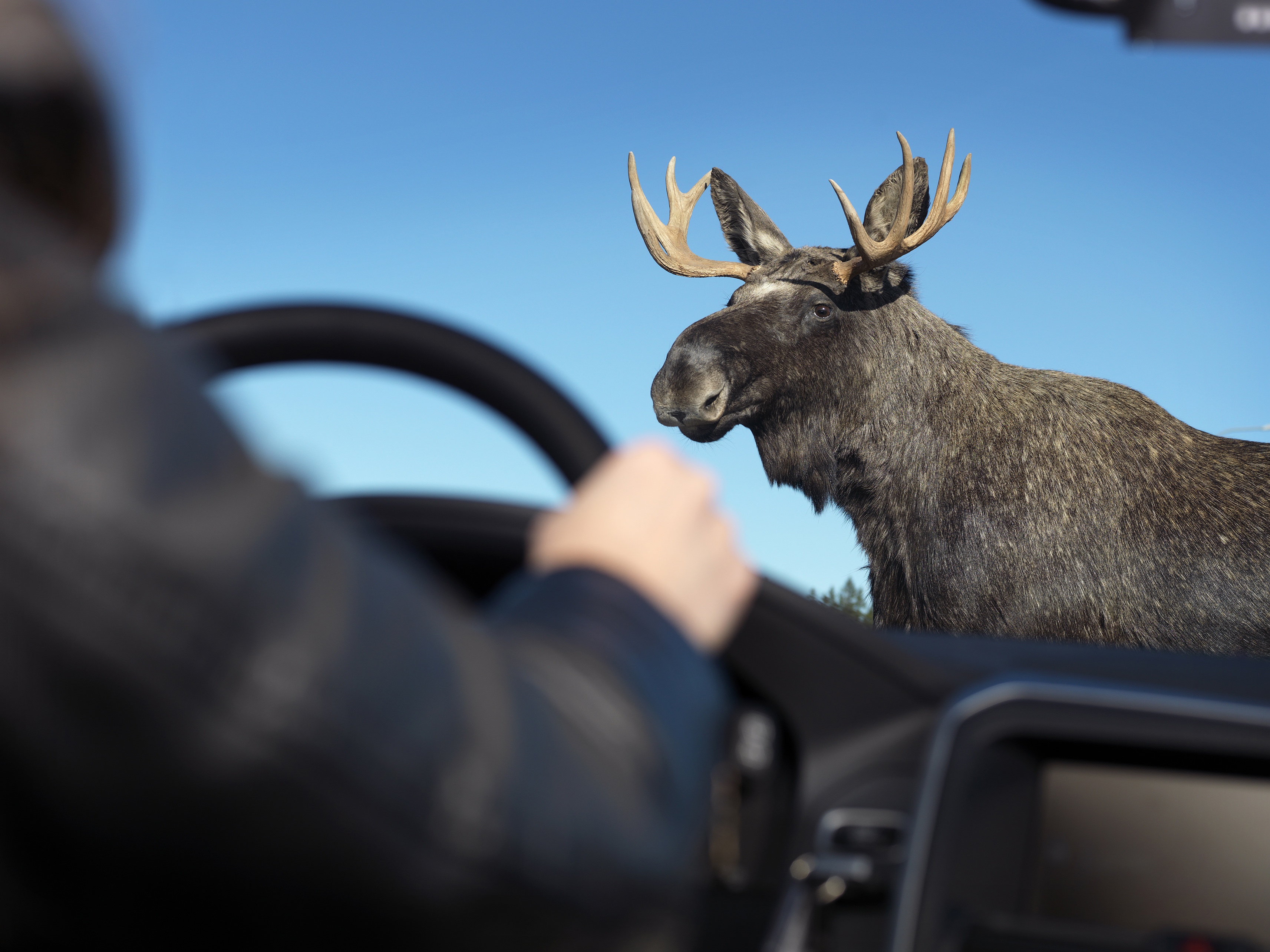 Volvo veut détecter les animaux sauvages