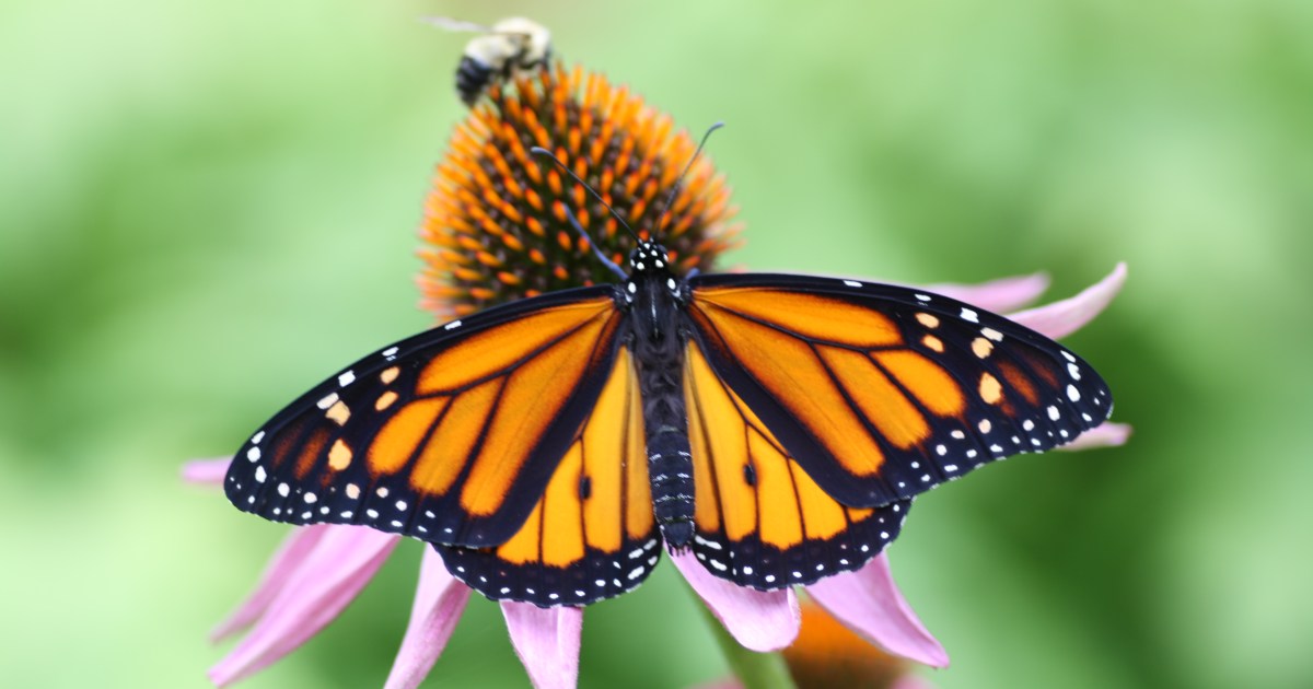 Changer les choses pour protéger les monarques