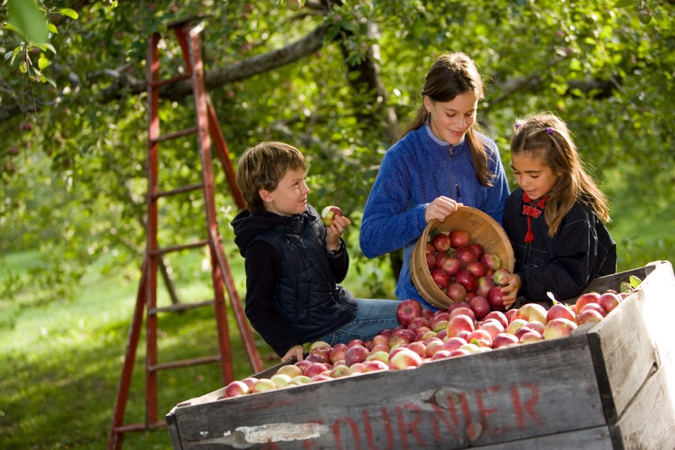 Cinq vergers biologiques pas loin de Montréal