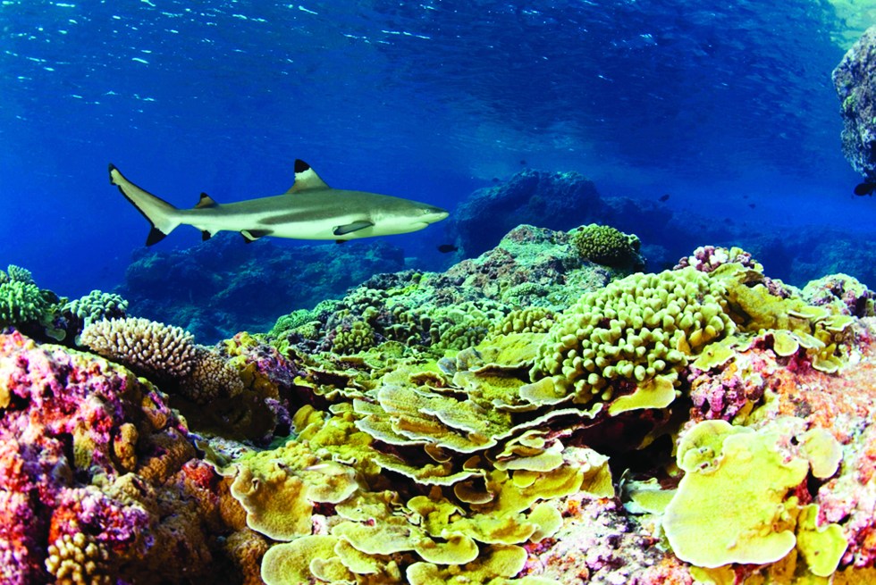 Récifs coralliens: une merveille dont les couleurs se fanent