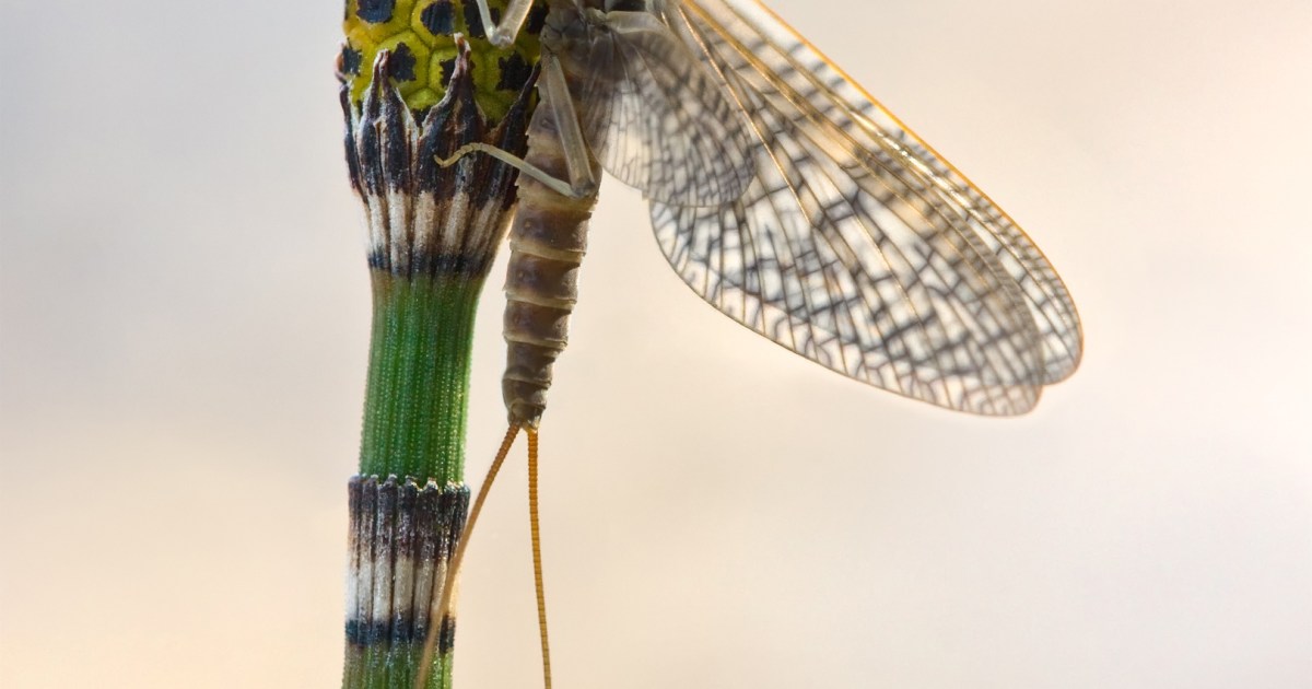 La manne tombée du ciel!