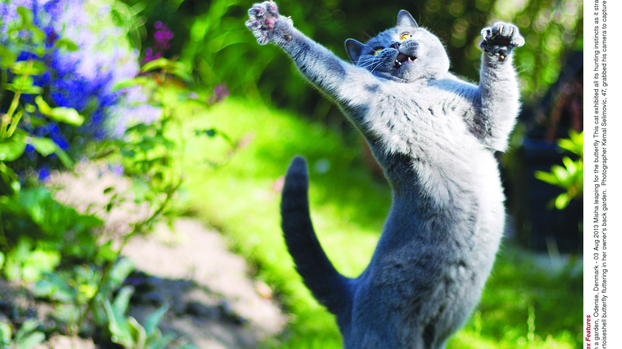 À la chasse aux papillons