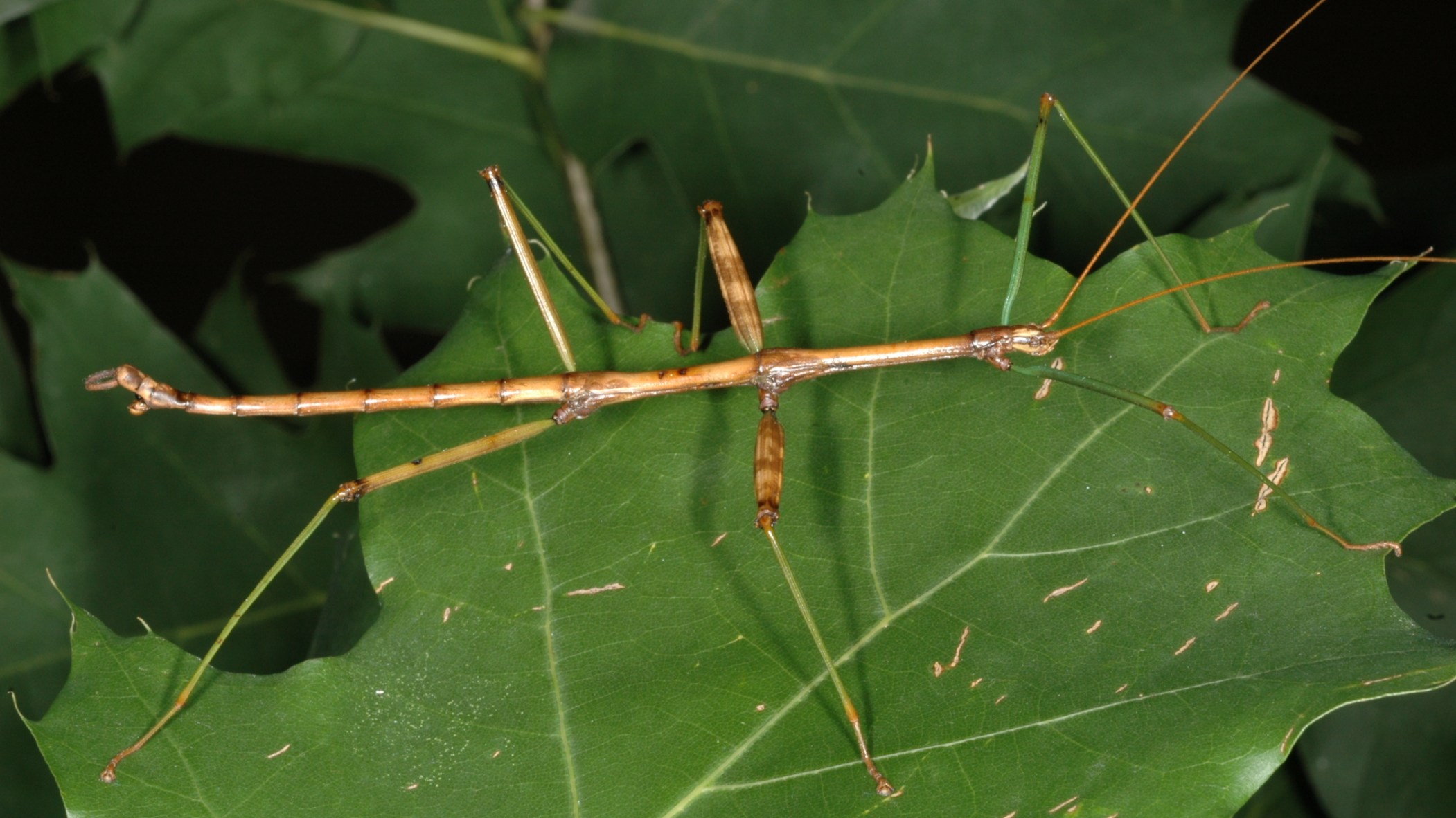 Quatre insectes québécois inusités