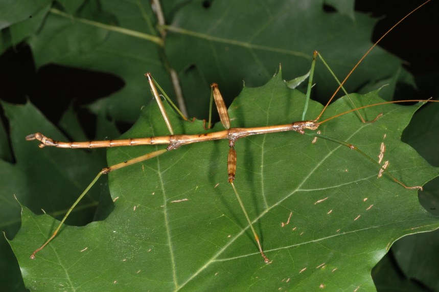 Quatre insectes québécois inusités