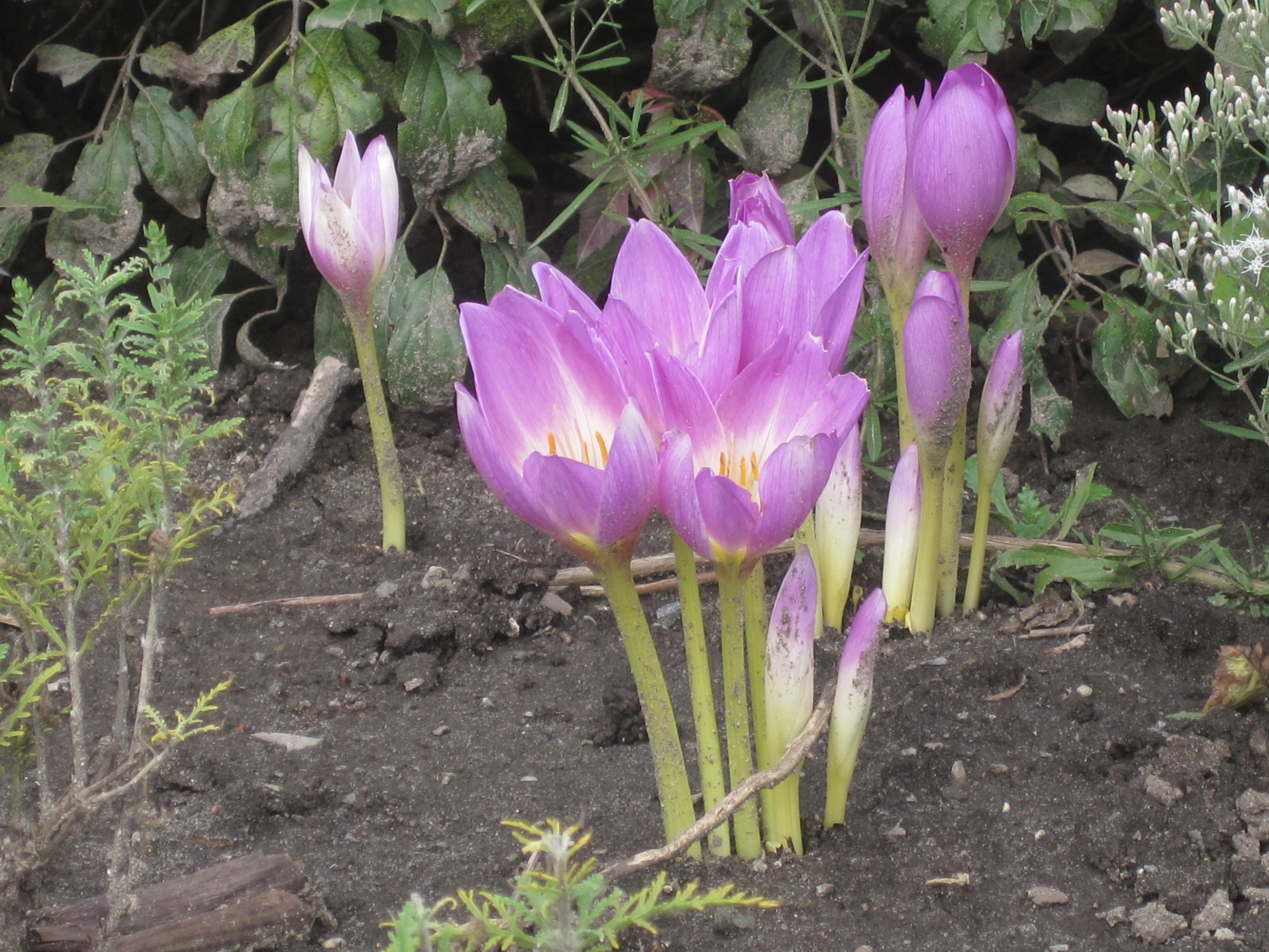 Les dernières fleurs avant la neige