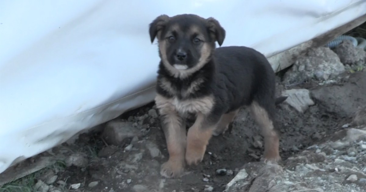 Vidéo: beaucoup de chiens errants à Sotchi
