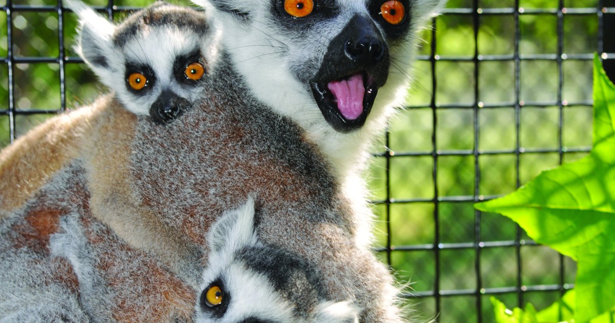 Tout ce que vous avez toujours voulu savoir sur les lémurs