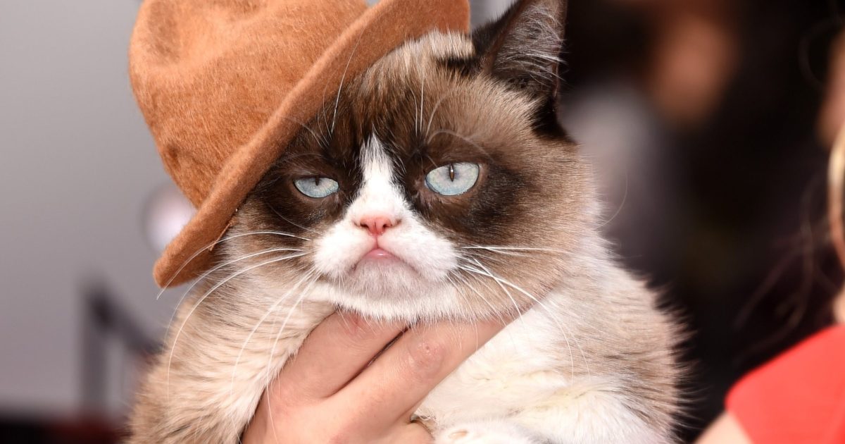 «Grumpy Cat» est mort