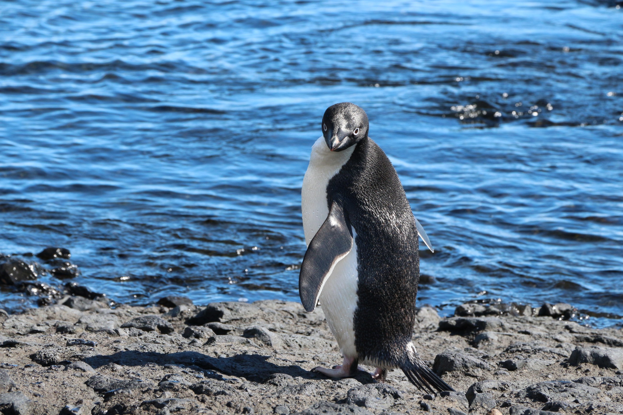 Une ado concrétise un rêve en Antarctique