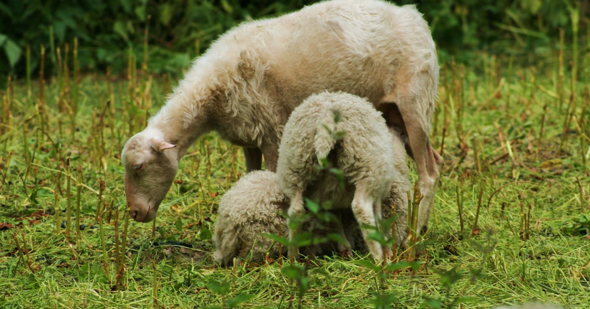 21 M$ pour redonner vie à la ferme Angrignon