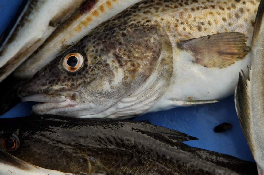 Des pêcheurs veulent rétablir la pêche à la morue