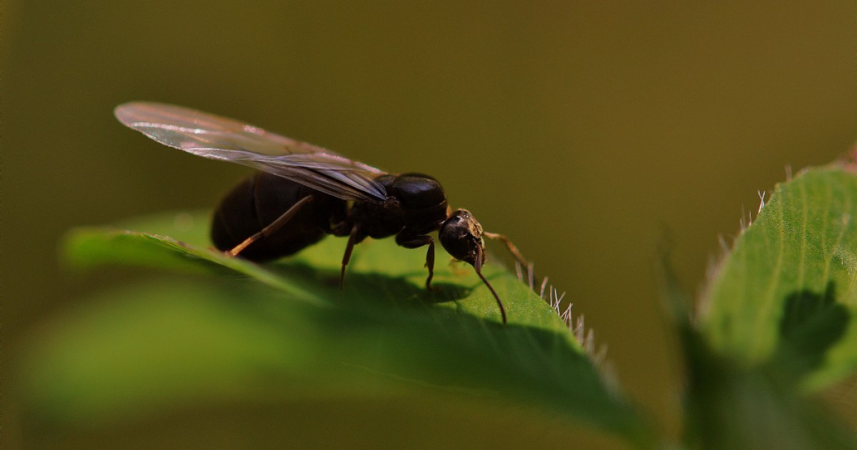 Insecte Volant Maison Hiver | Ventana Blog