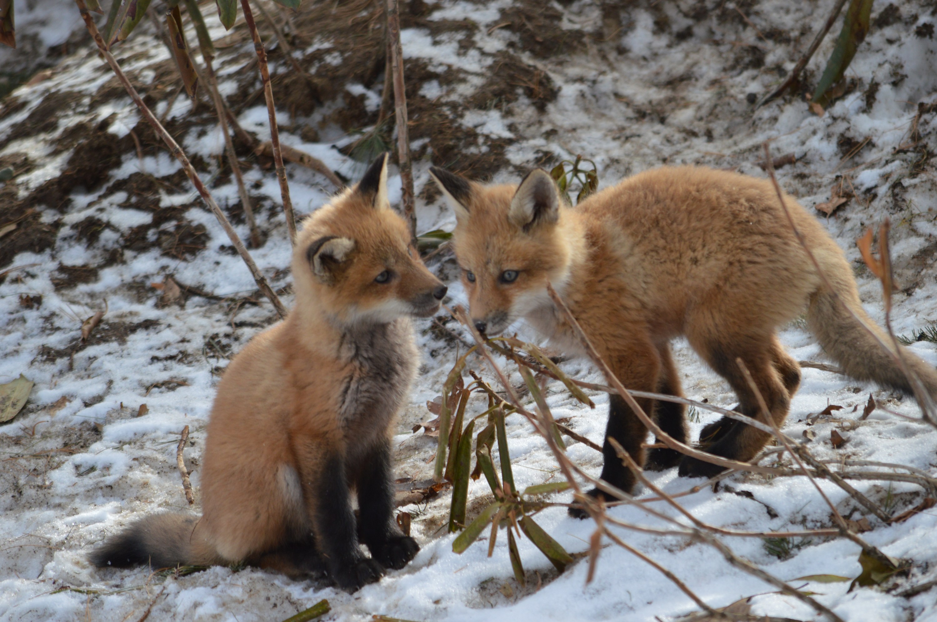 Davantage de renards rôdent sur le Plateau