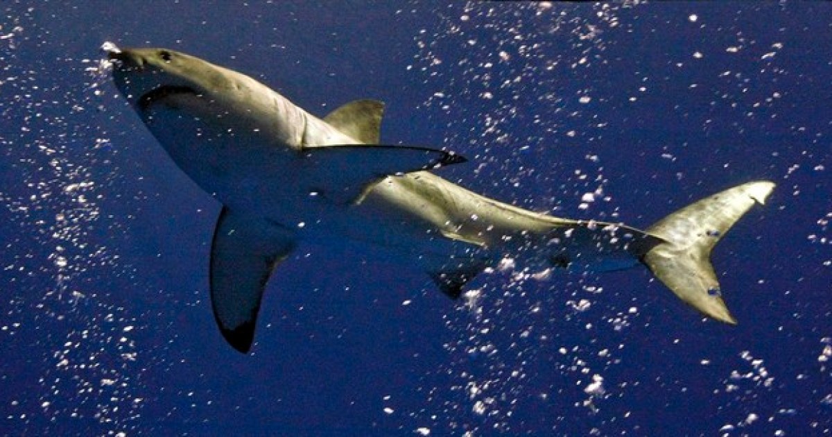 Les requins utilisent leurs épaules pour manger