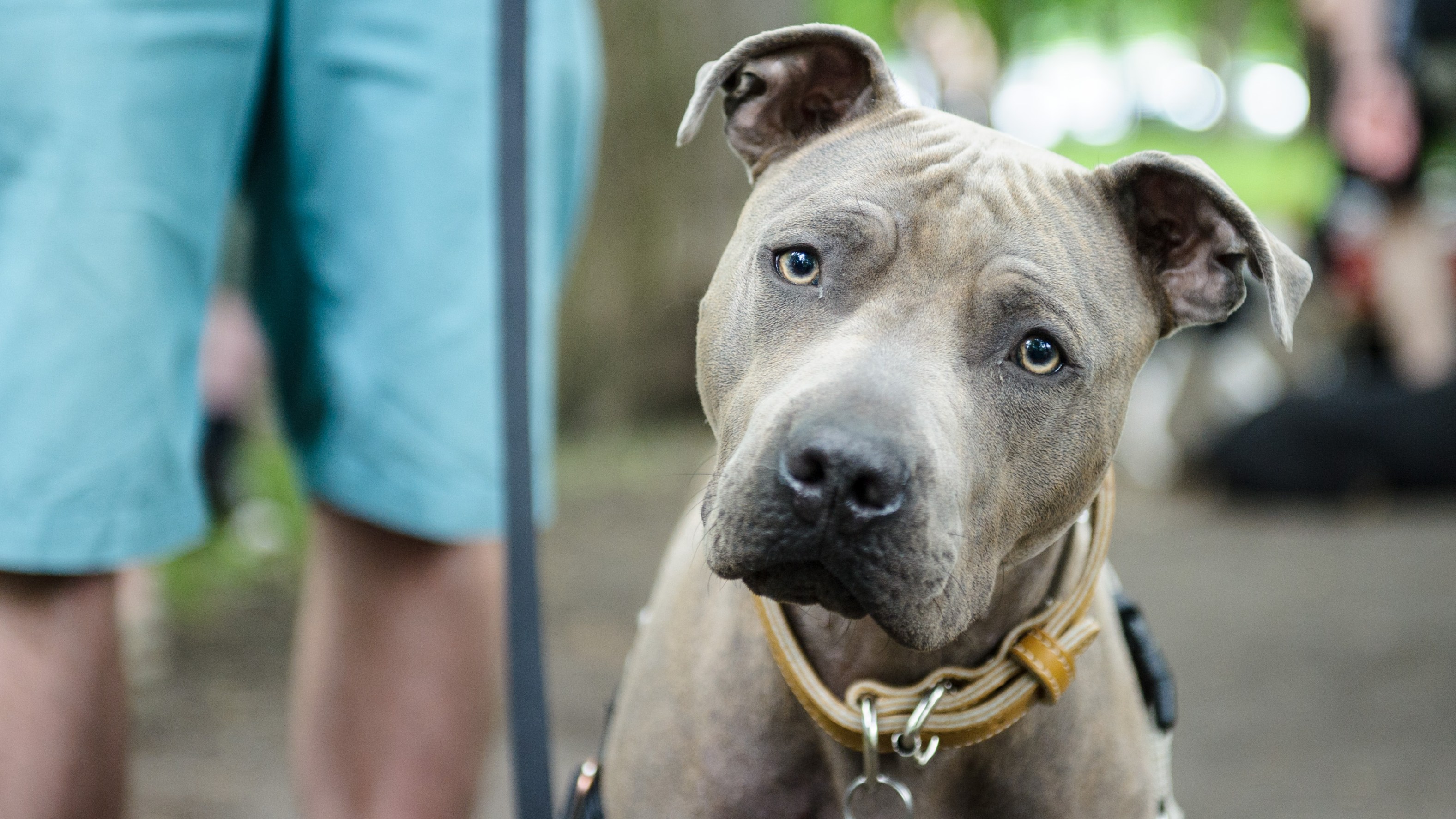 Un règlement anti-pitbull qui coûte cher