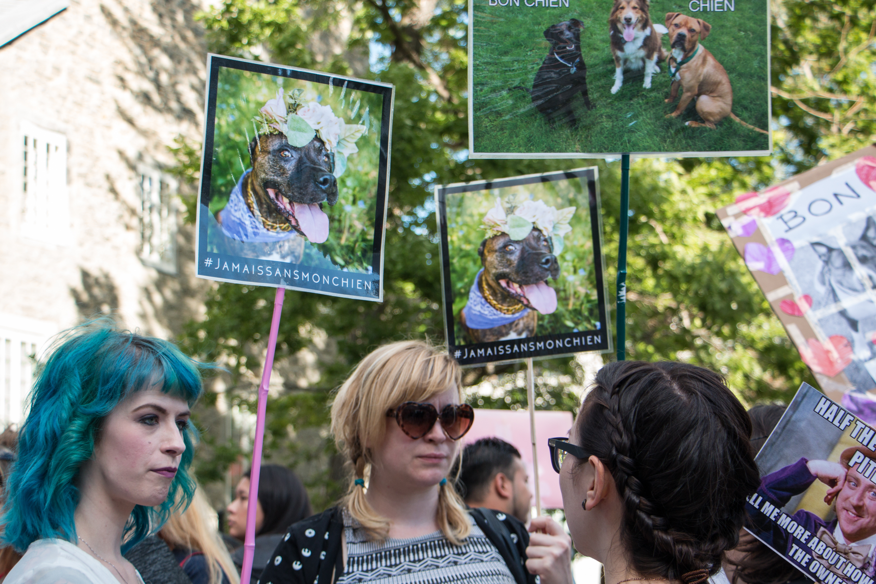 Manifestation pro-pitbull devant l'hôtel de ville