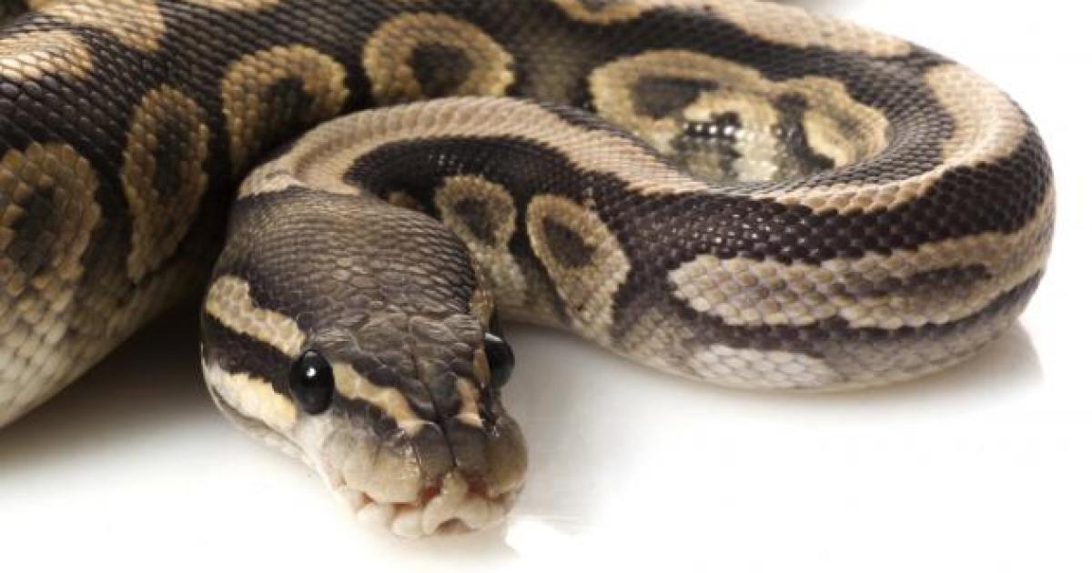 Le python royal en liberté à Verdun a été repéré