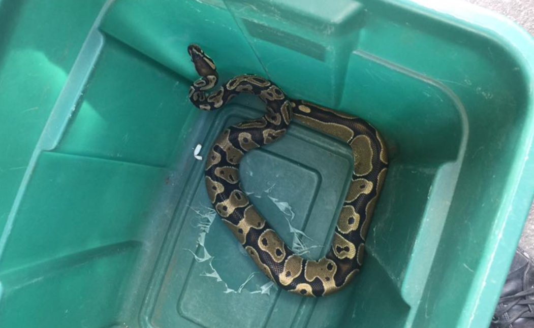 Le python de Verdun enfin retrouvé