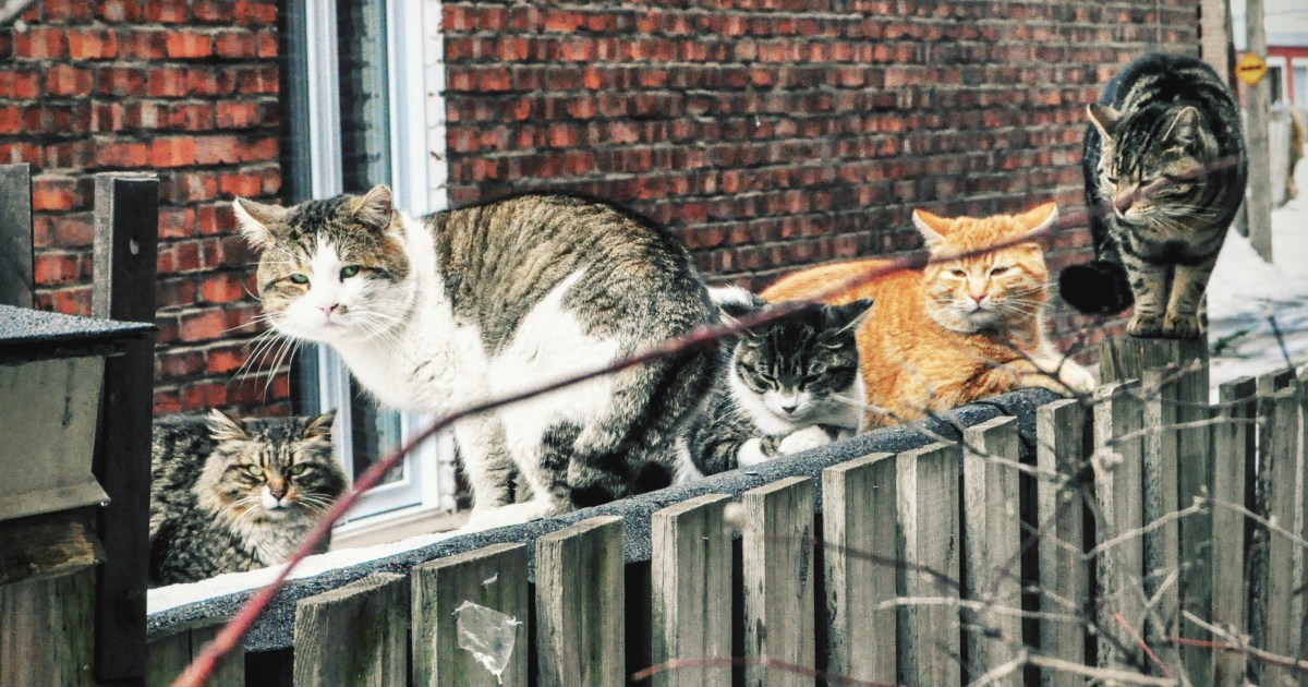 Fini la multiplication des chats errants à Saint-Léonard