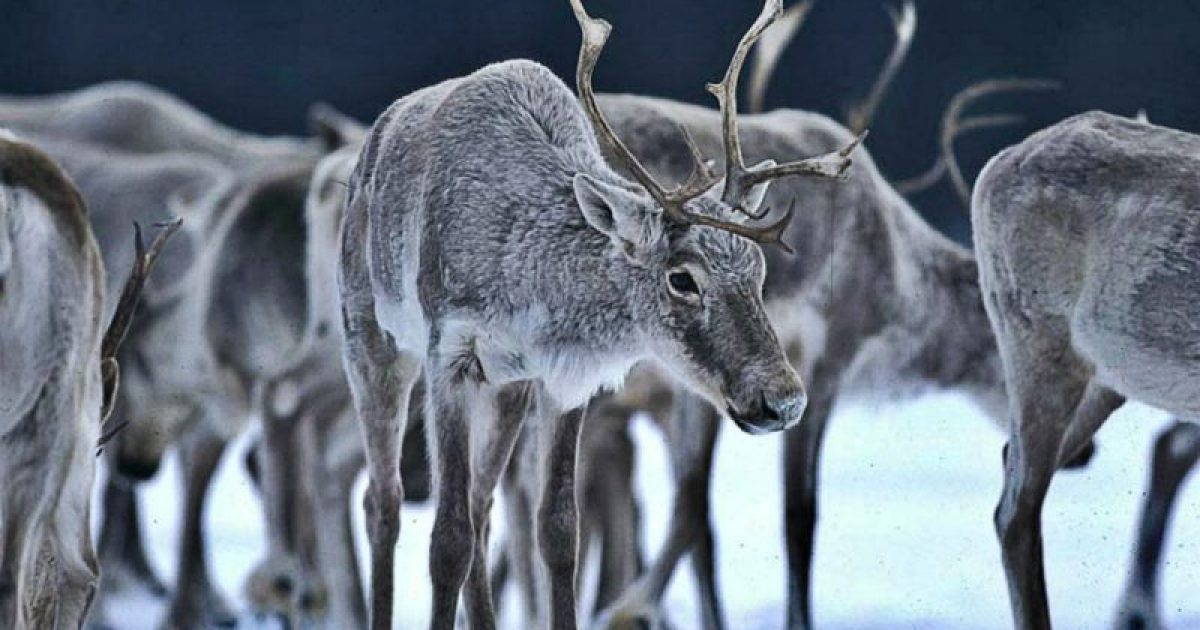Caribou: de nouvelles zones protégées au Québec