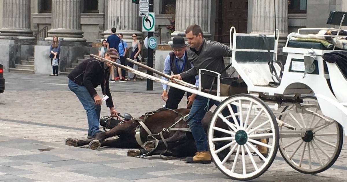 [VIDÉO] Un cheval de calèche s'effondre dans le Vieux-Montréal