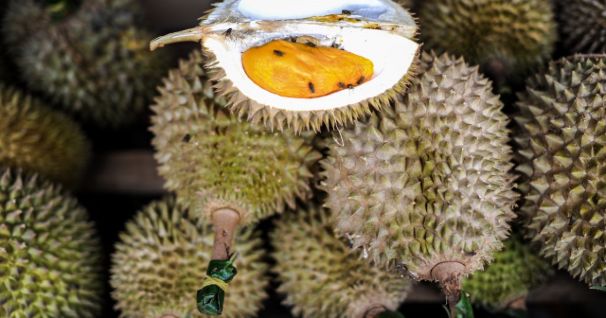 Le décryptage de l'ADN du durian révèle pourquoi ce fruit sent si mauvais