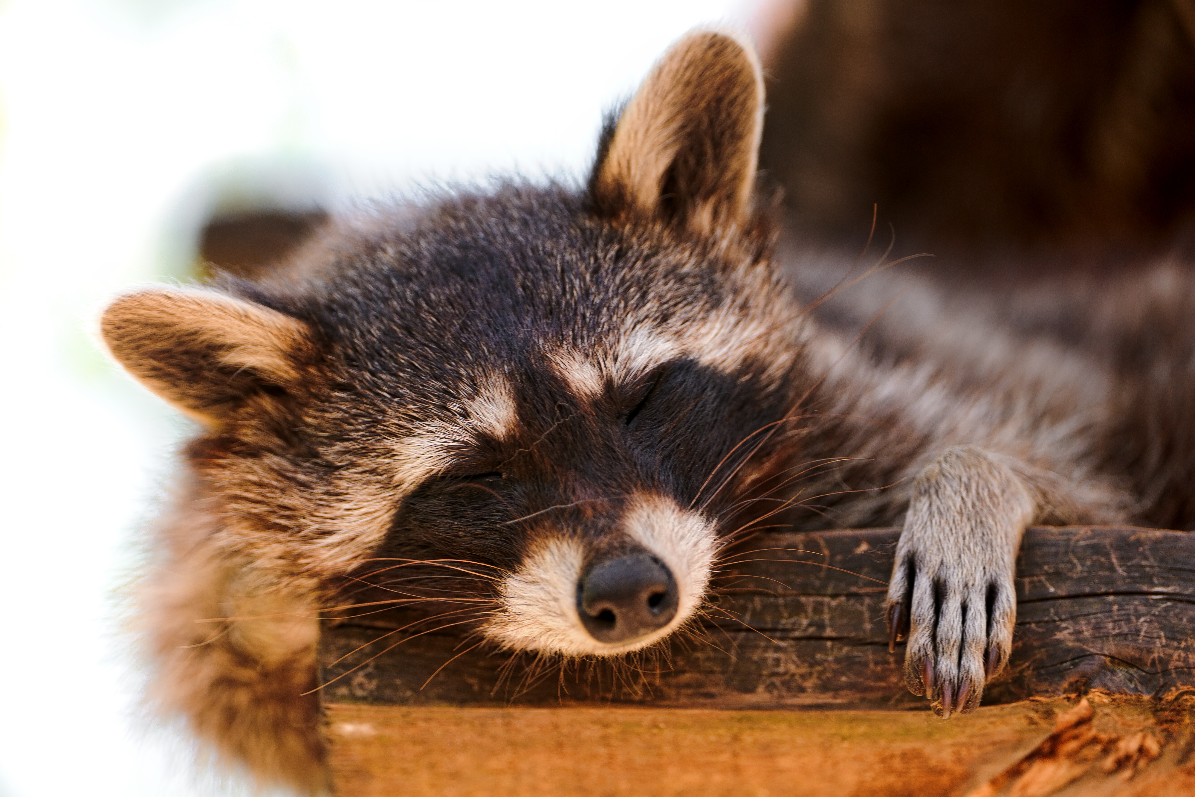 Que font les animaux du Québec à l’arrivée du froid