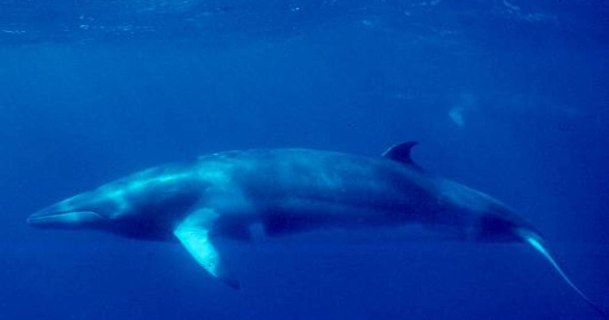 Enquête sur la mort de rorquals aux États-Unis