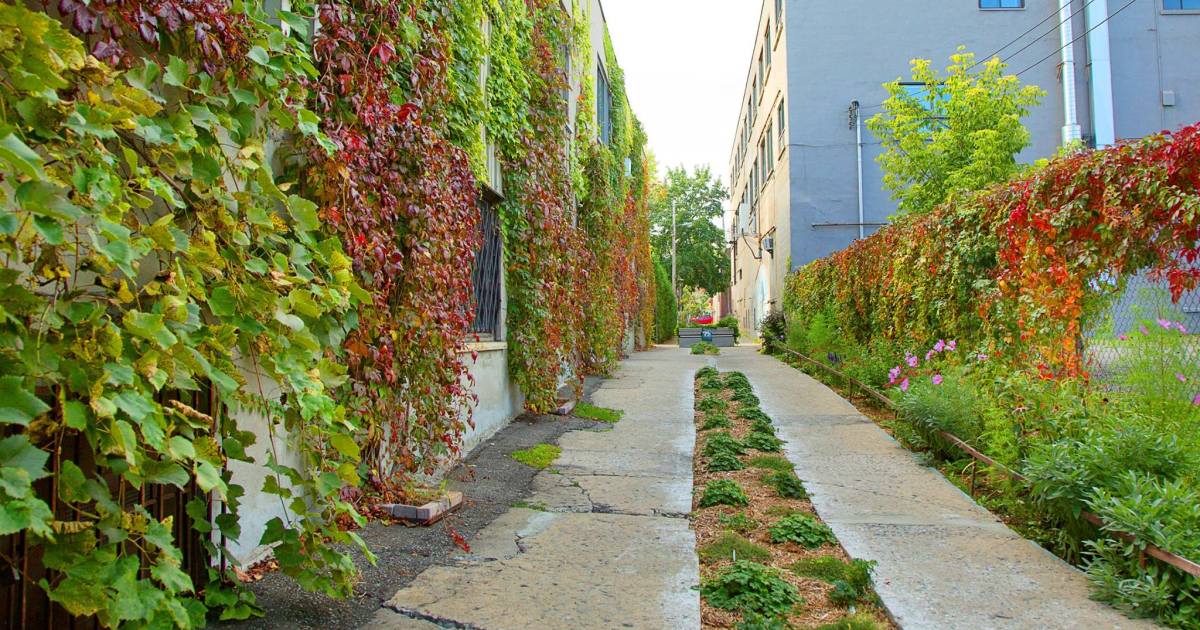 10 nouvelles ruelles vertes cet été à Rosemont