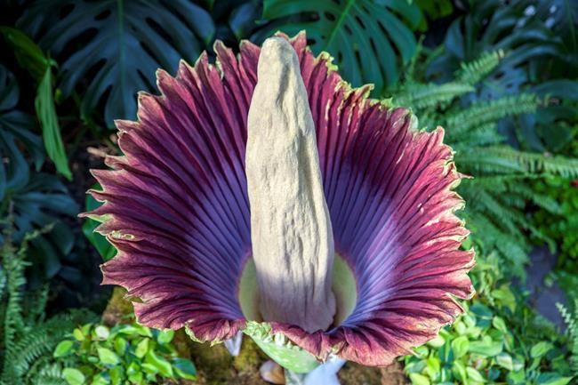 Éclosion d'une fleur à l'odeur putride à Vancouver