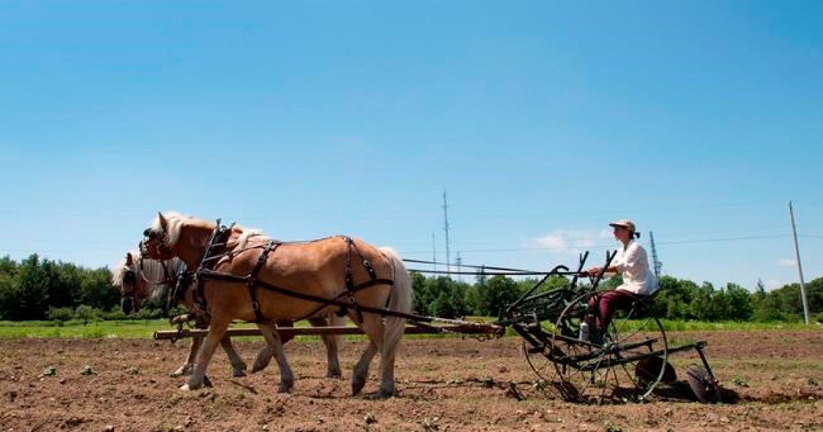 Des agriculteurs préfèrent la traction animale