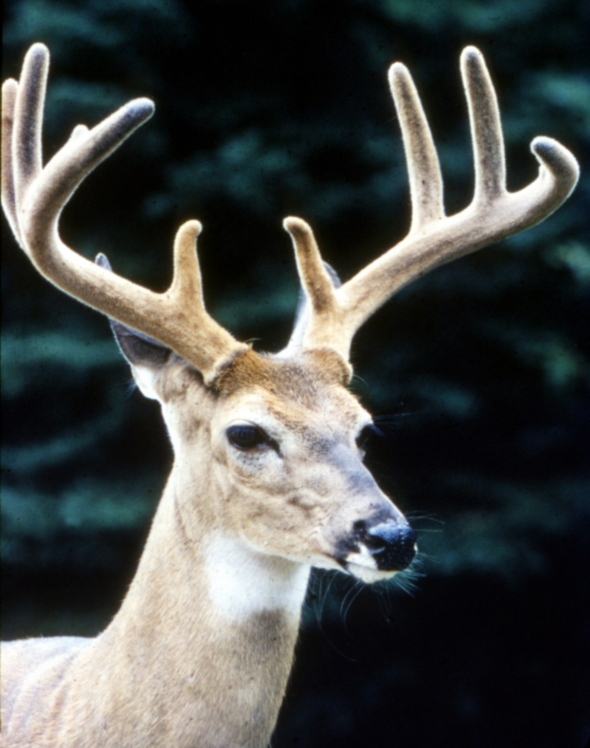 La surprenante faune de Montréal