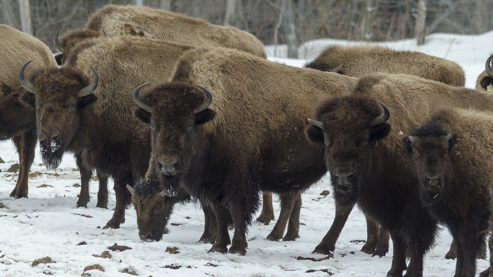 Se rapprocher des bisons