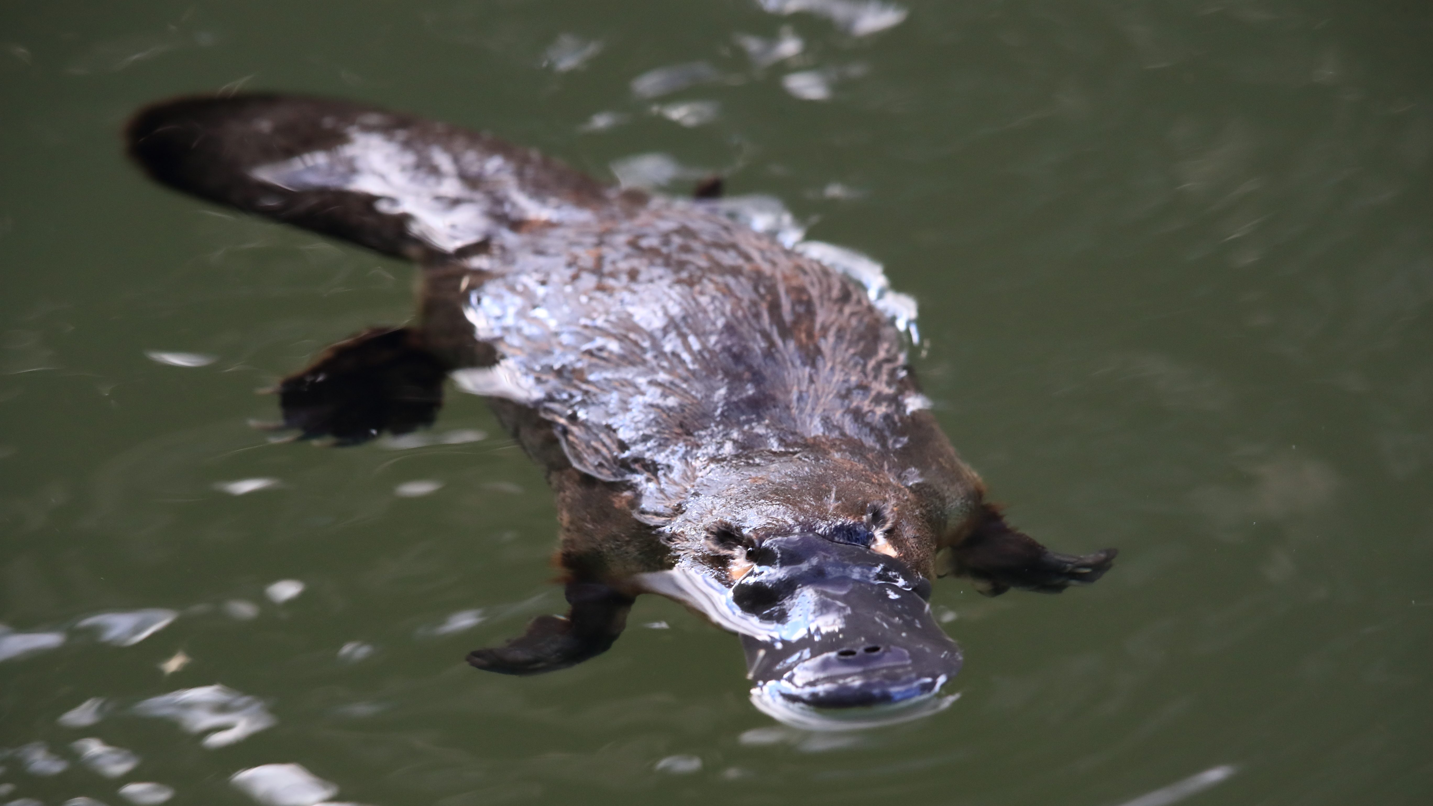 Climat: l'ornithorynque menacé d'extinction en Australie