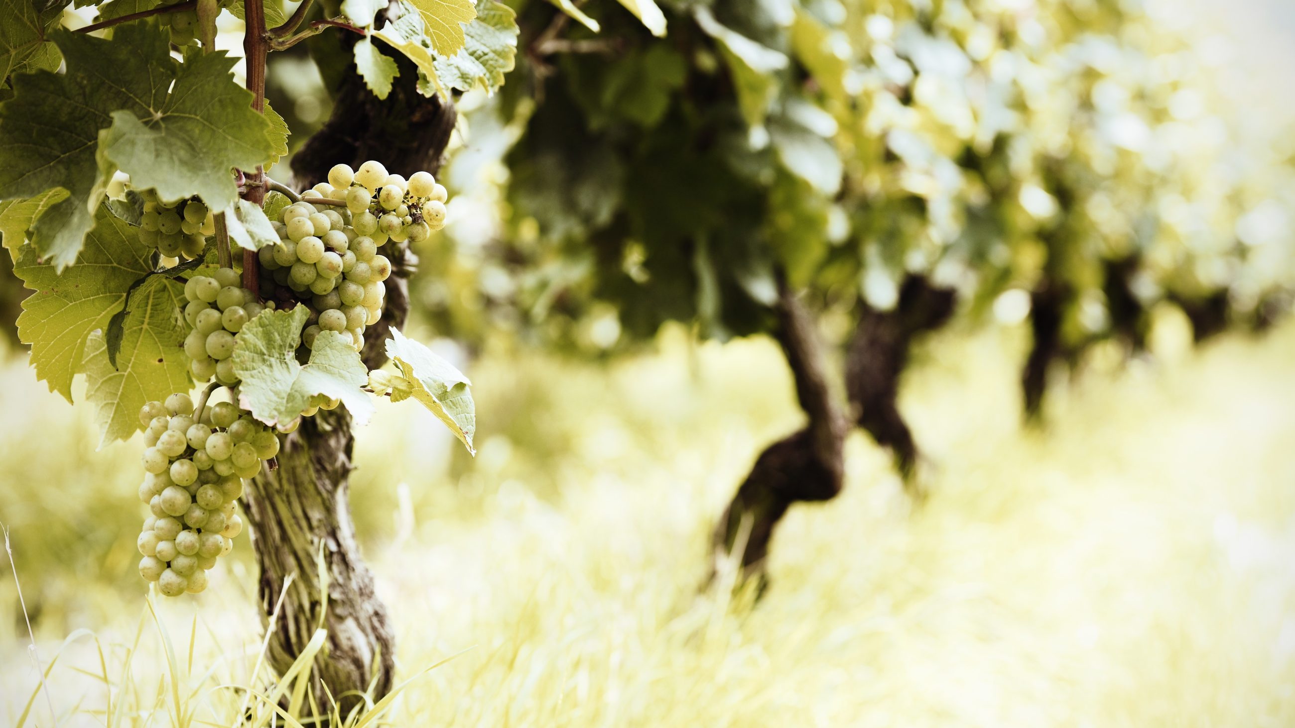 Célébrer le riesling | Journal Métro