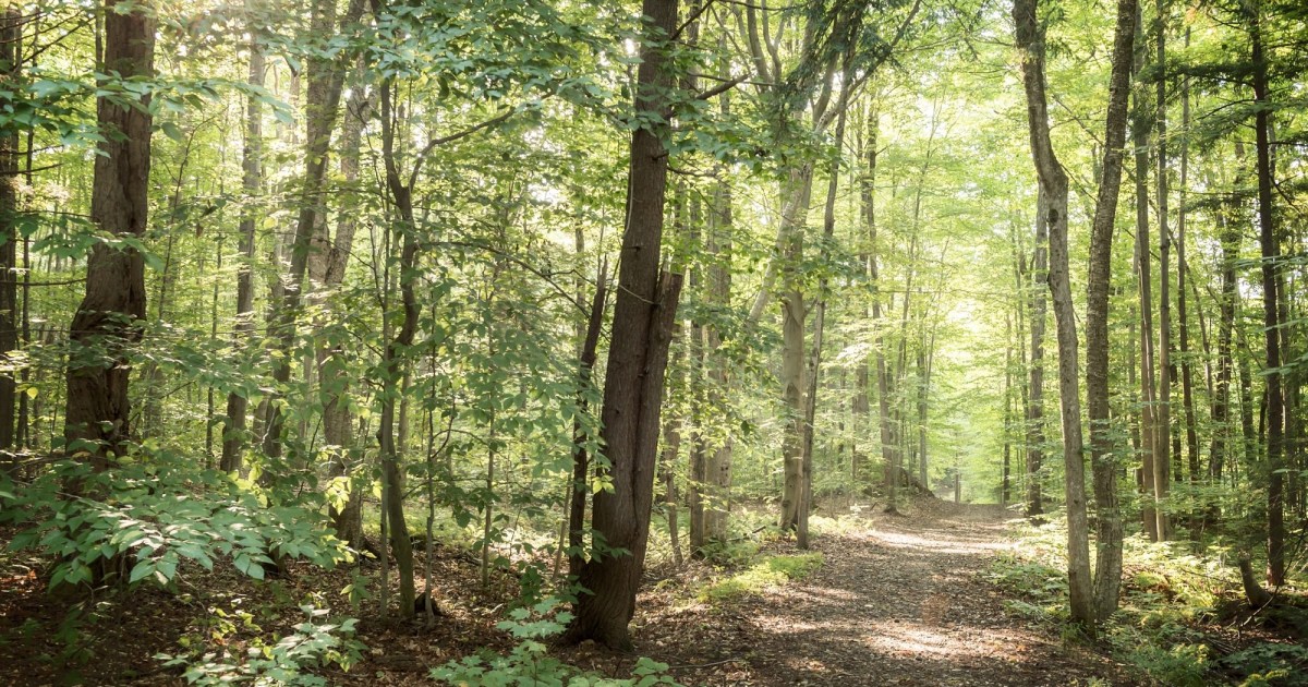 Pressions pour conserver le mont Rigaud plus rapidement