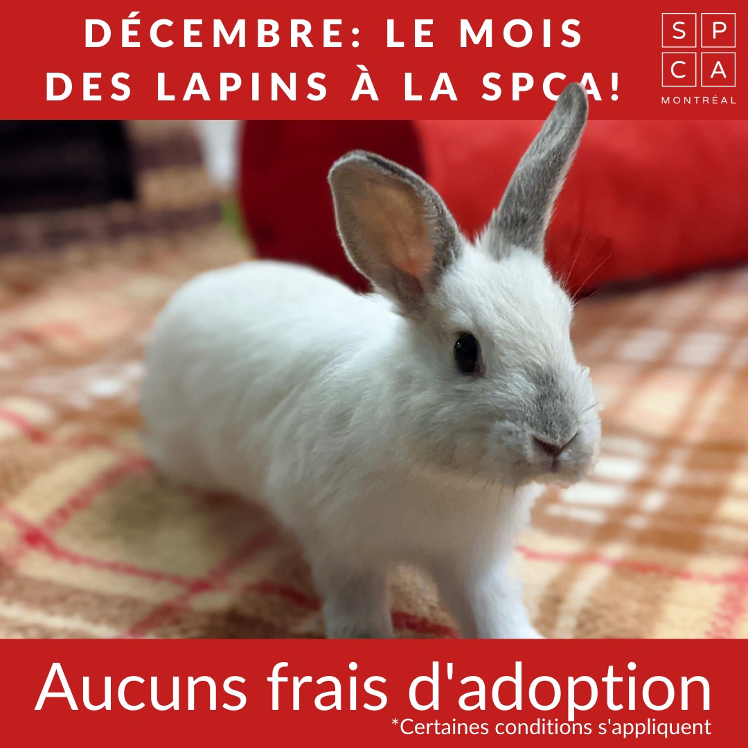 Bond de 40% des abandons de lapins à la SPCA Montréal