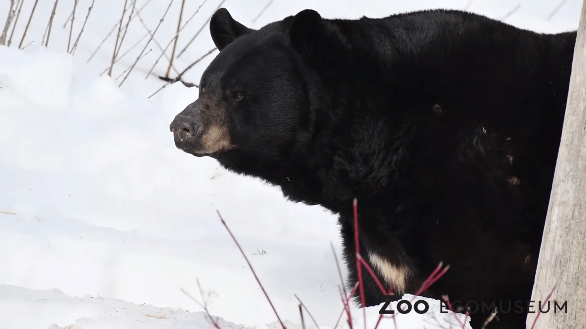 Réveil d’hivernation de l’ours noir du Zoo Ecomuseum
