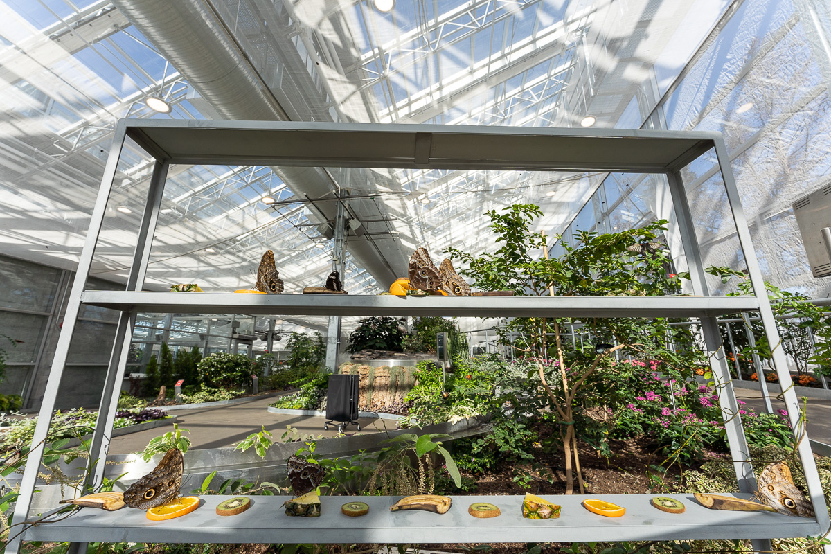 Le nouvel Insectarium a des problèmes de chaleur