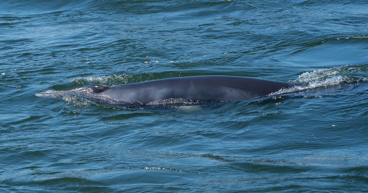 Un petit rorqual retrouvé mort | Journal Métro