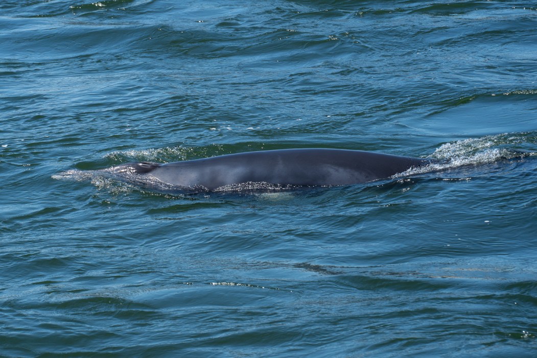 Un petit rorqual retrouvé mort | Journal Métro