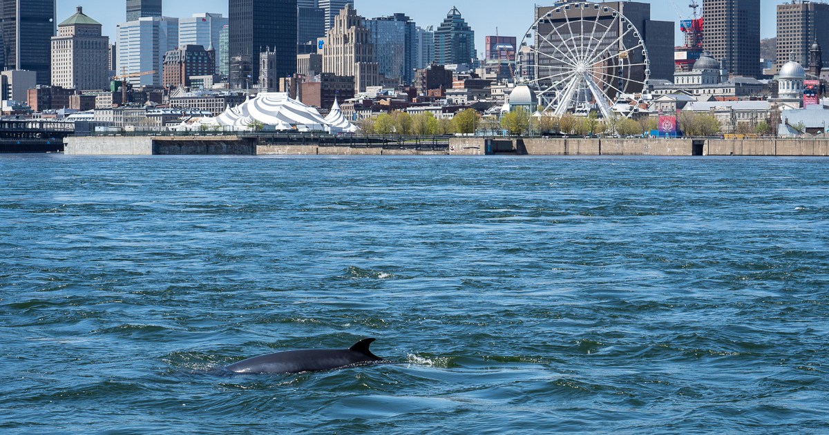 Un deuxième petit rorqual apparaît dans le fleuve Saint-Laurent
