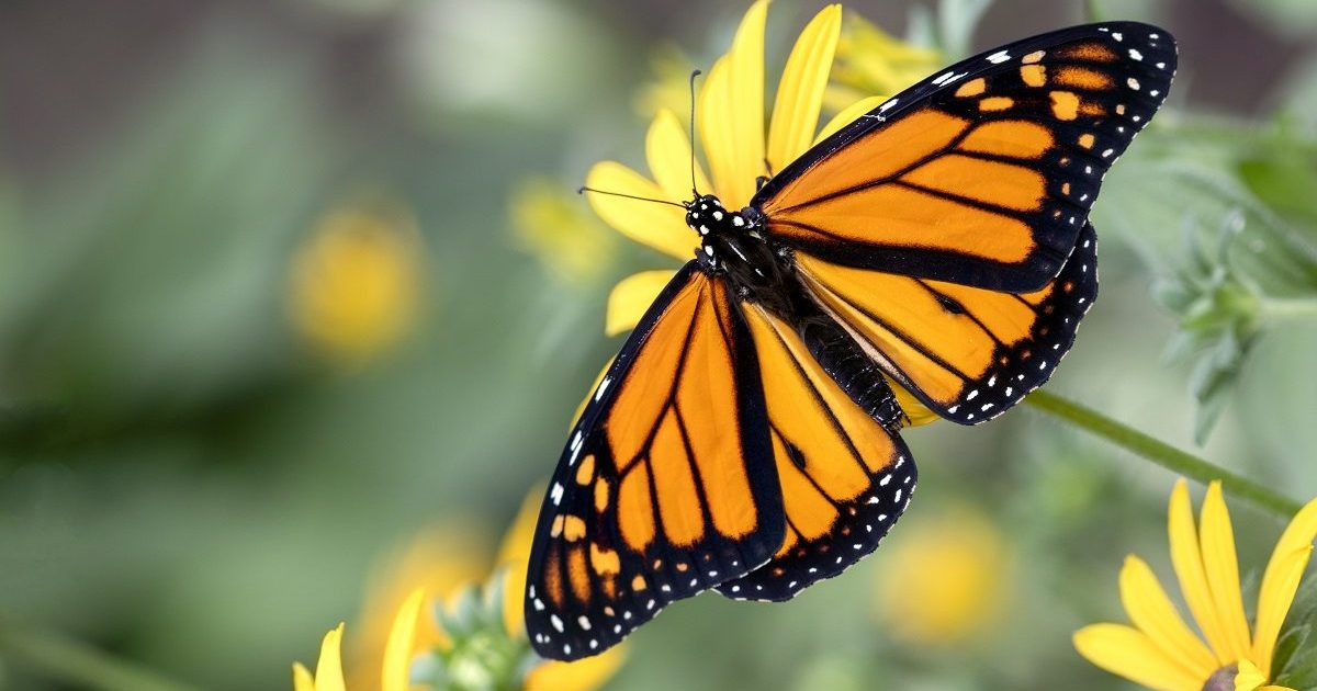 Le monarque classé comme espèce en voie de disparition