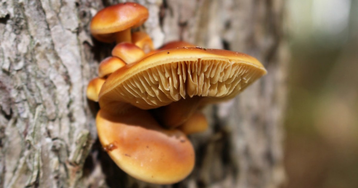 Les mycètes sont des champignons - Kiosque dans les parcs-nature ...