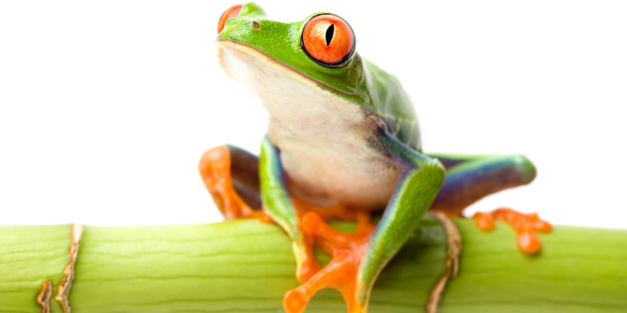 Les amphibiens avec Éducazoo | Journal Métro