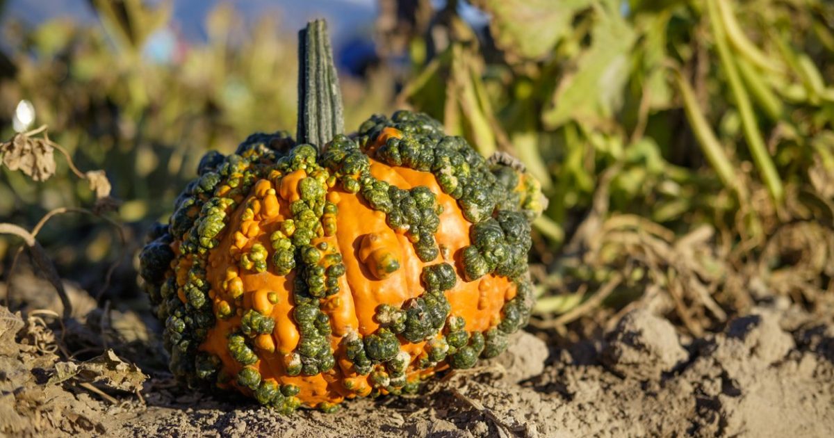Pourquoi certaines citrouilles ont-elles de l’acné?