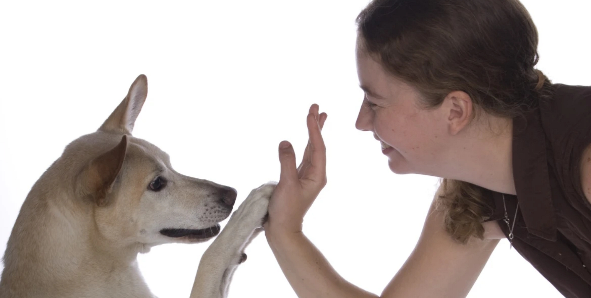 Mieux comprendre son chien | Journal Métro