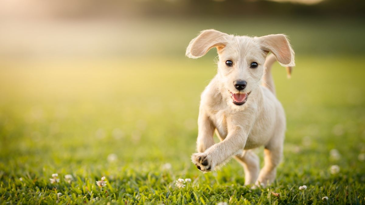 Seul au coeur du Nord québécois, avec juste une boussole pour revenir