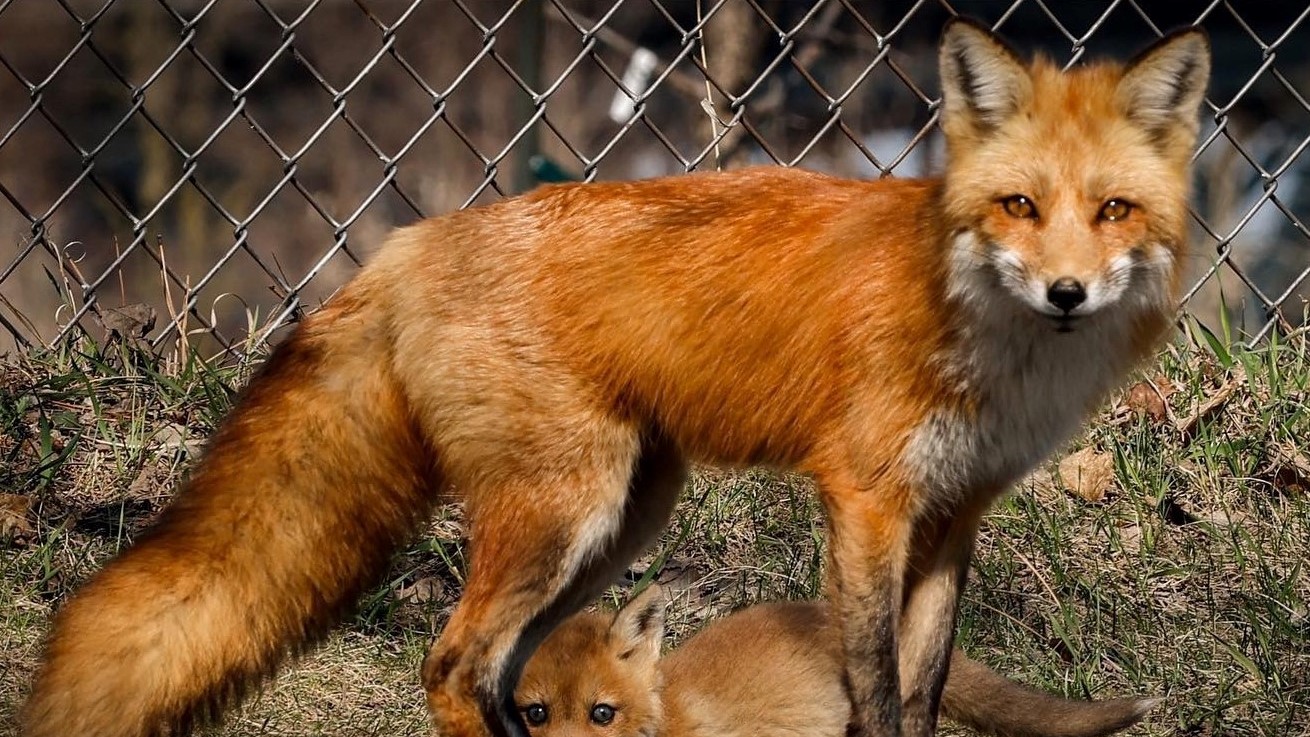 Une nouvelle famille de renards aperçue au parc Jean-Drapeau